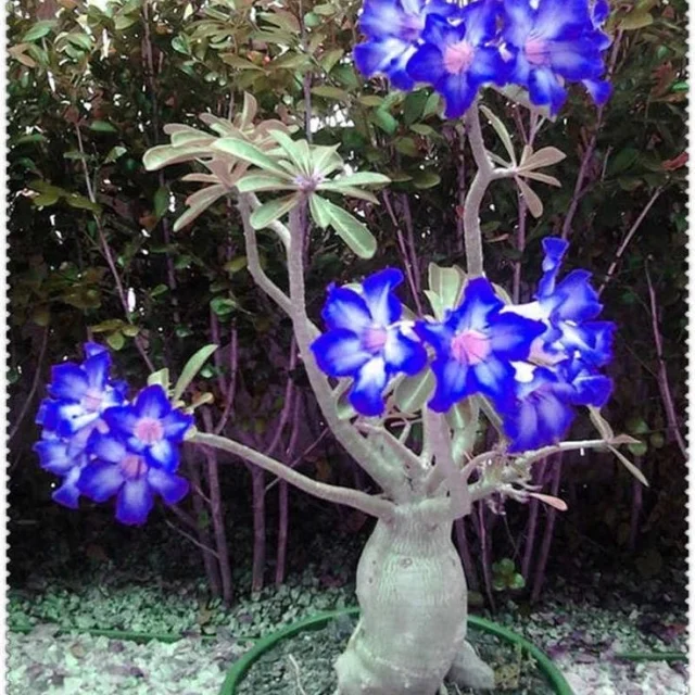 A Incrível História da Rosa Azul